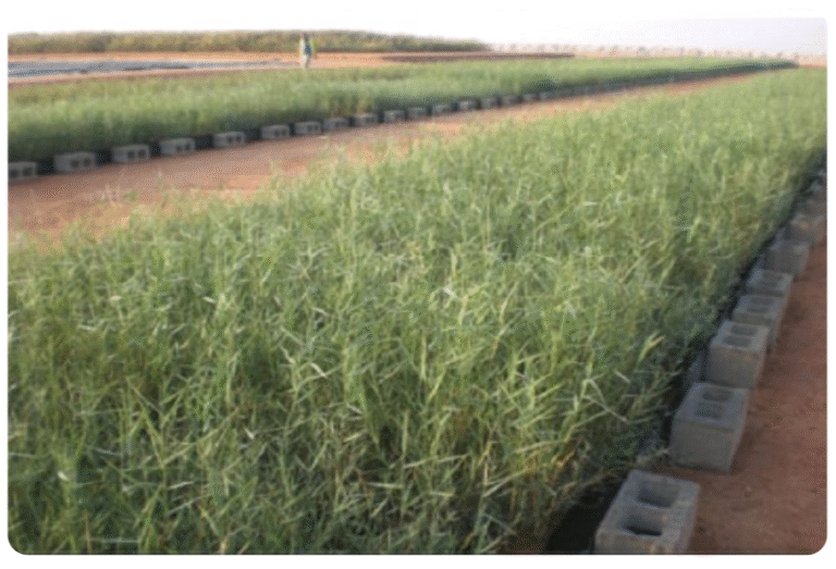 Engineered Wetland Environmental Enhancement